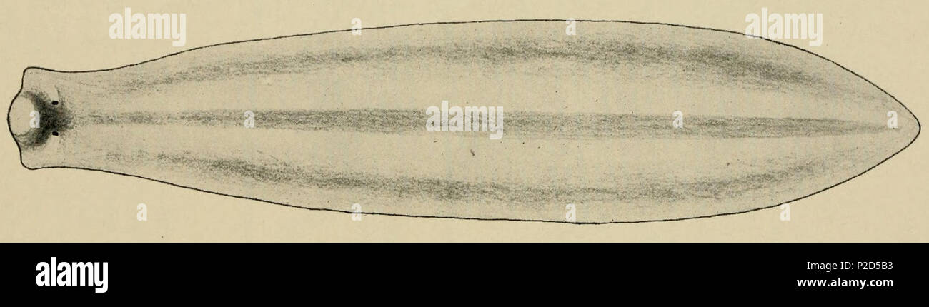 . Anglais : Croquis de spécimen vivant de l'espèce Dendrocoelopsis ...