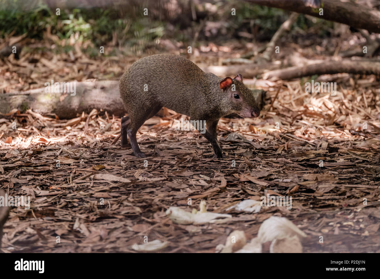 Central american agouti Banque de photographies et d’images à haute ...