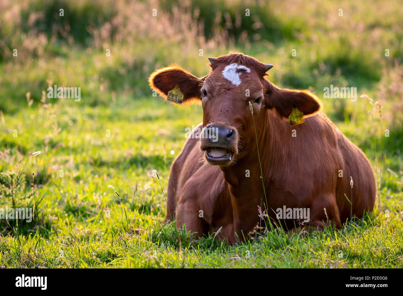 Vache bleue belge Banque de photographies et d’images à haute ...