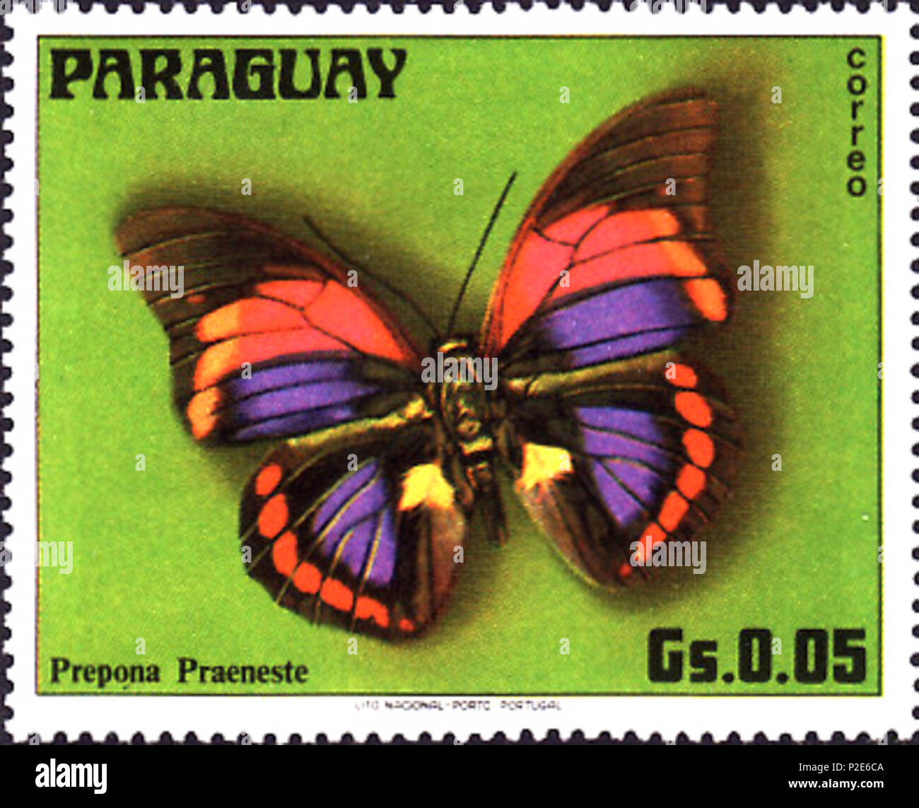 Prepona praeneste Banque de photographies et d’images à haute ...