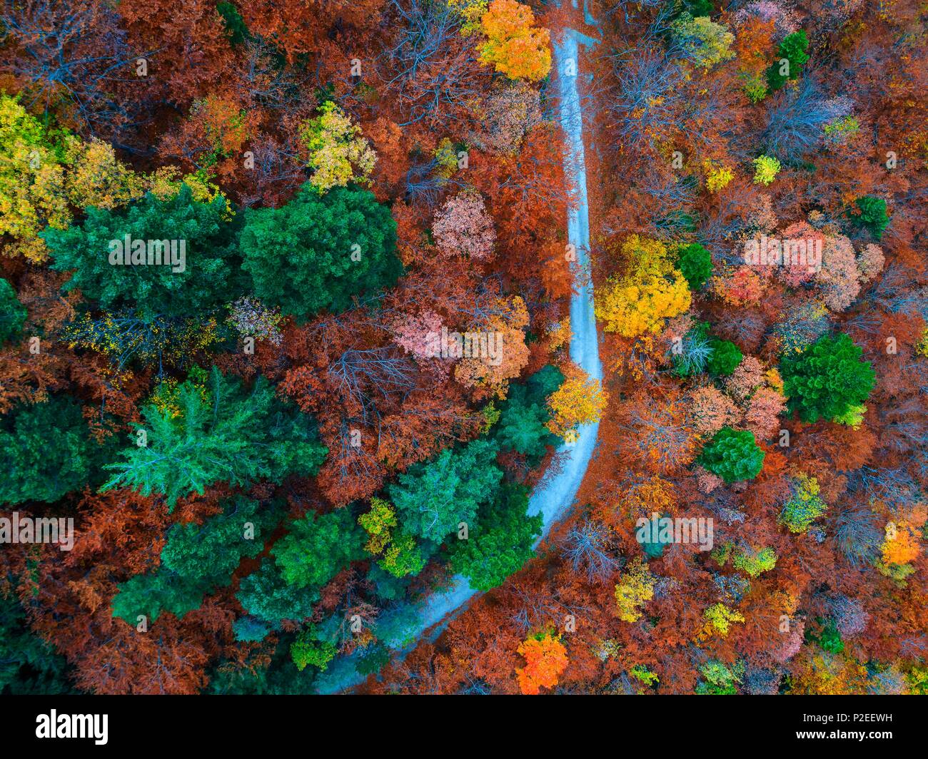 Saou forest Banque de photographies et d’images à haute résolution - Alamy