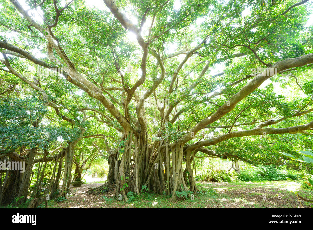 Ficus retusa tree Banque de photographies et d’images à haute ...