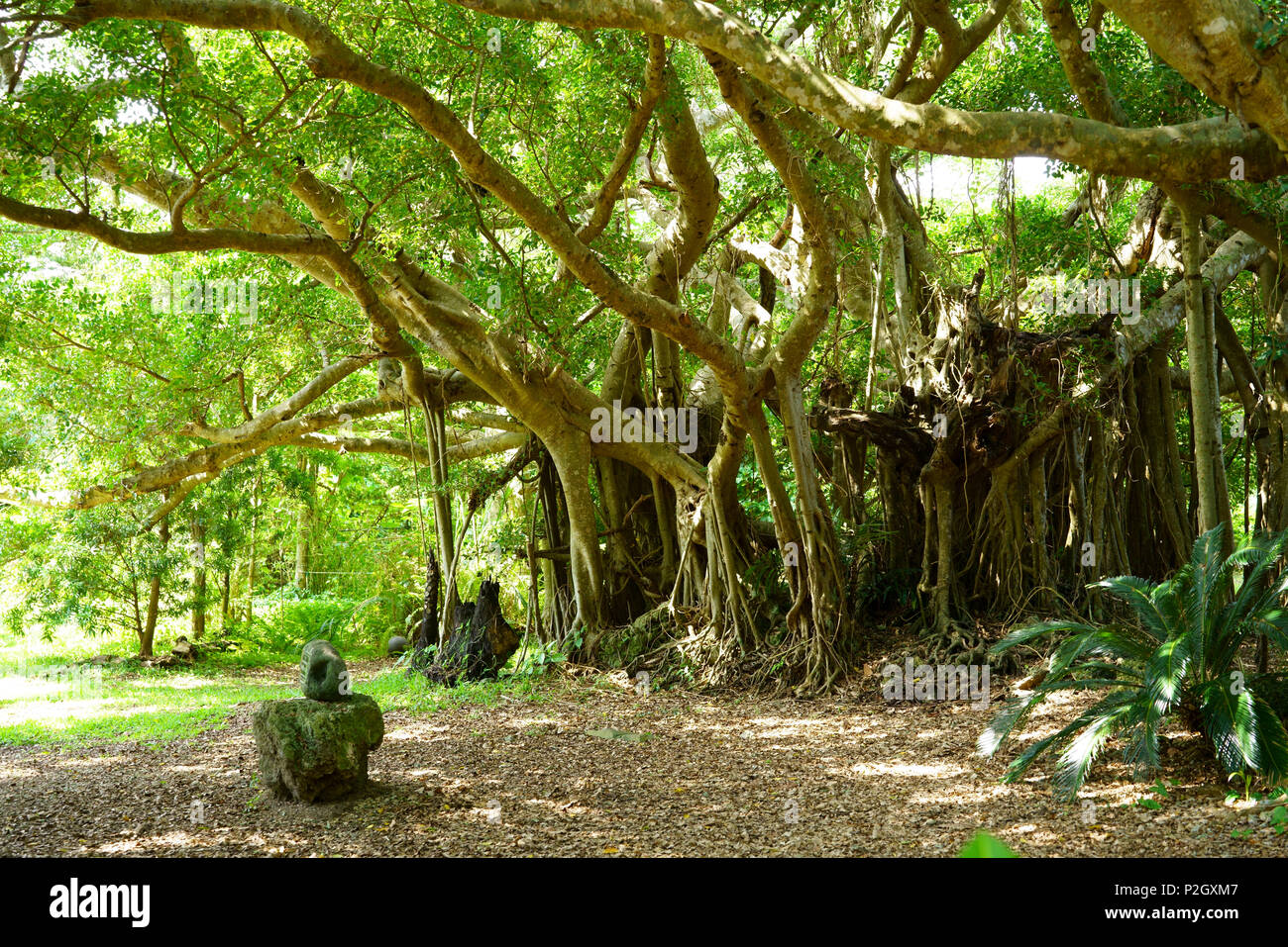 Ficus retusa tree Banque de photographies et d’images à haute ...