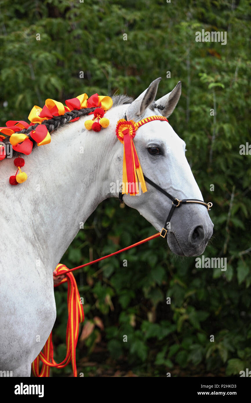 Cheval andalou blanc Banque de photographies et d’images à haute ...