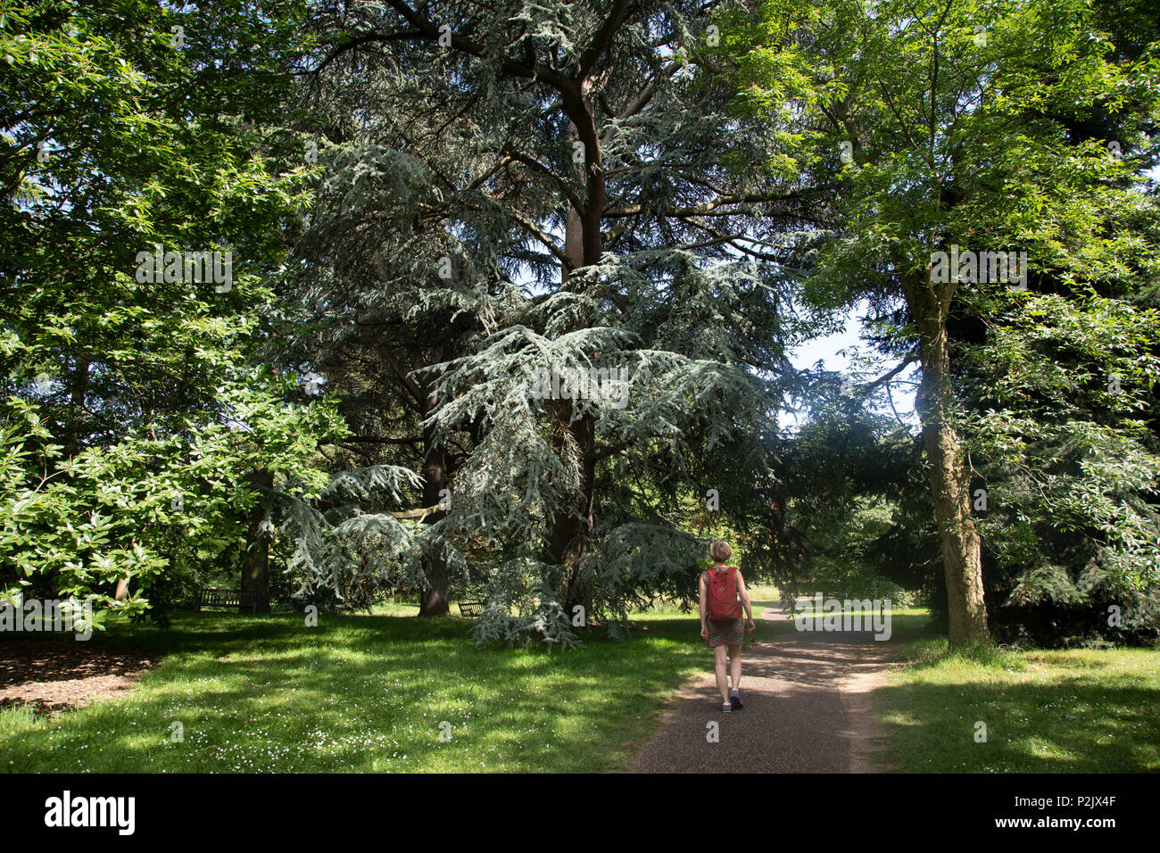 Différentes sortes de pins Banque de photographies et d’images à haute ...