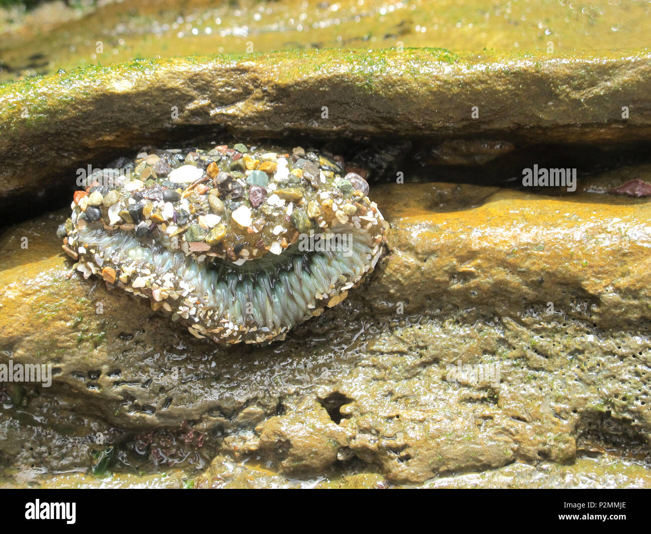 Anémone de mer fermée Banque de photographies et d’images à haute ...
