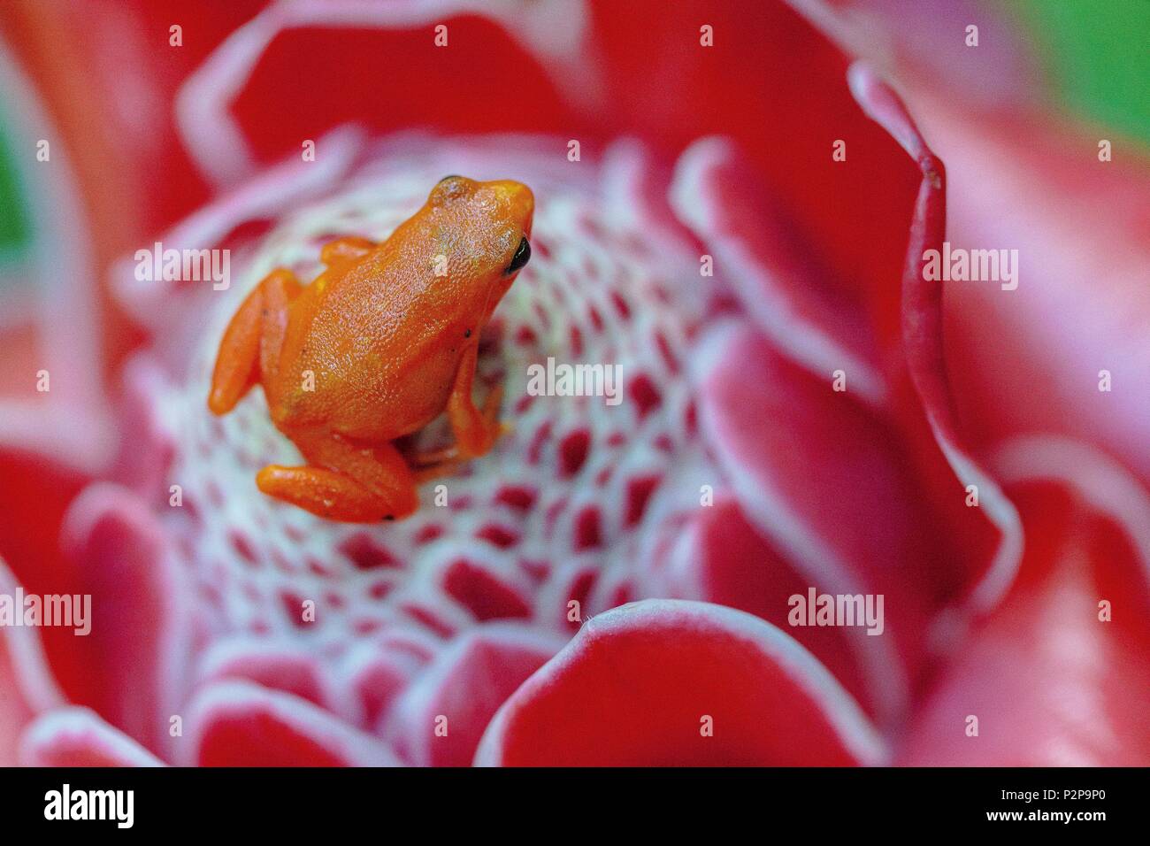 Rose de porcelaine Banque de photographies et d’images à haute ...