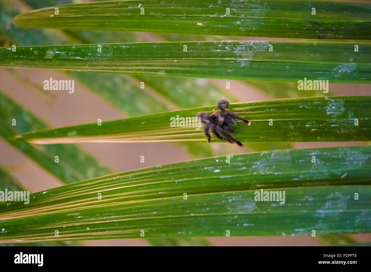 Mygale avicularia Banque de photographies et d’images à haute ...