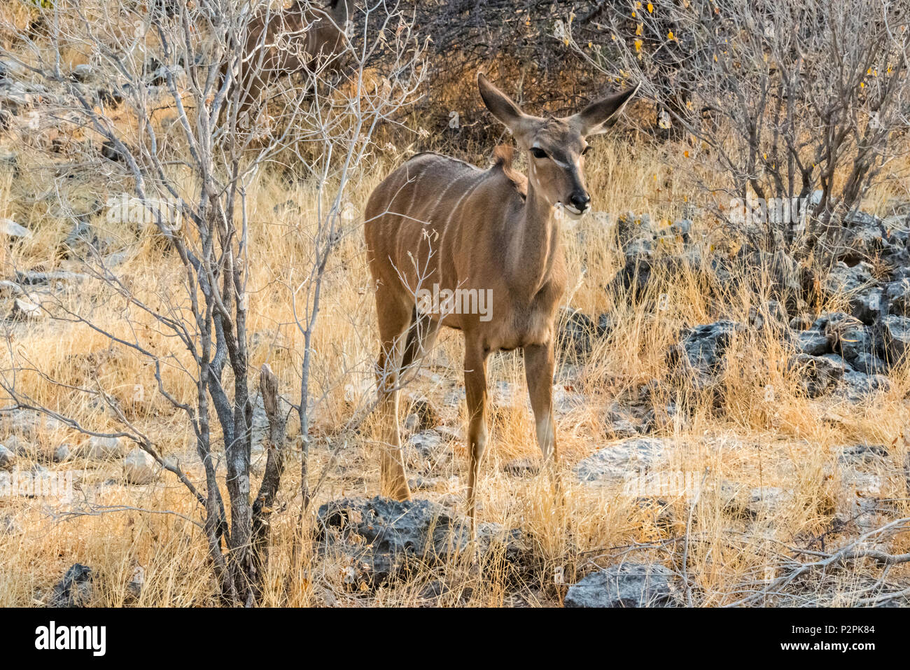 Animal koudou Banque de photographies et d’images à haute résolution ...