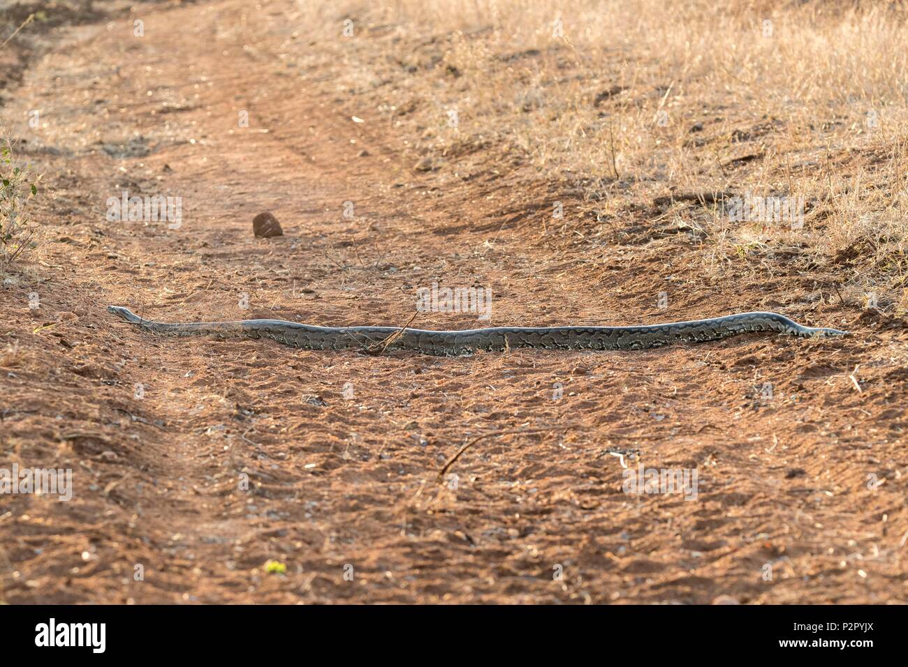 Python africain sud africain Banque de photographies et d’images à ...