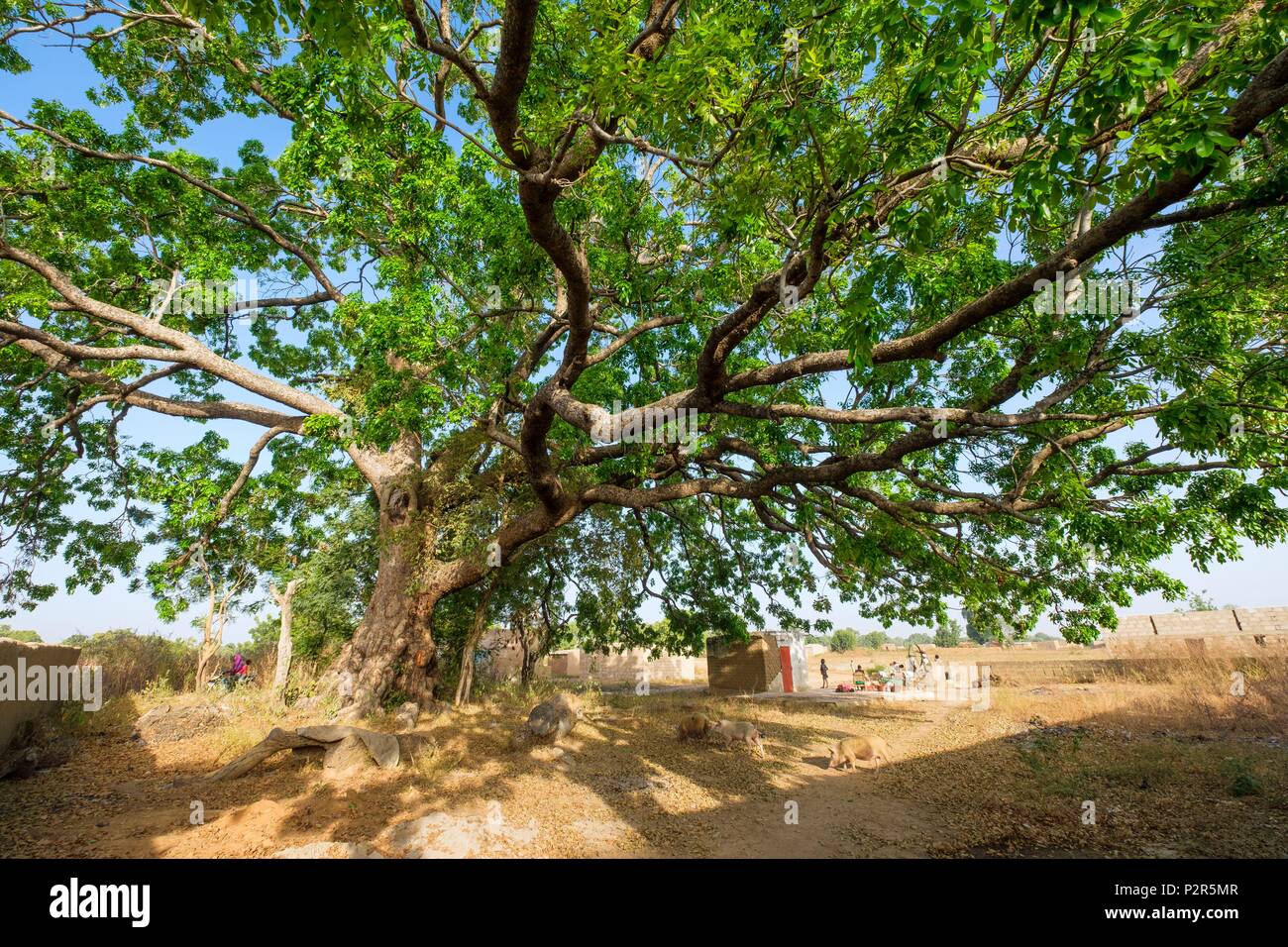 Mahogany Tree Africa Banque d'image et photos - Alamy