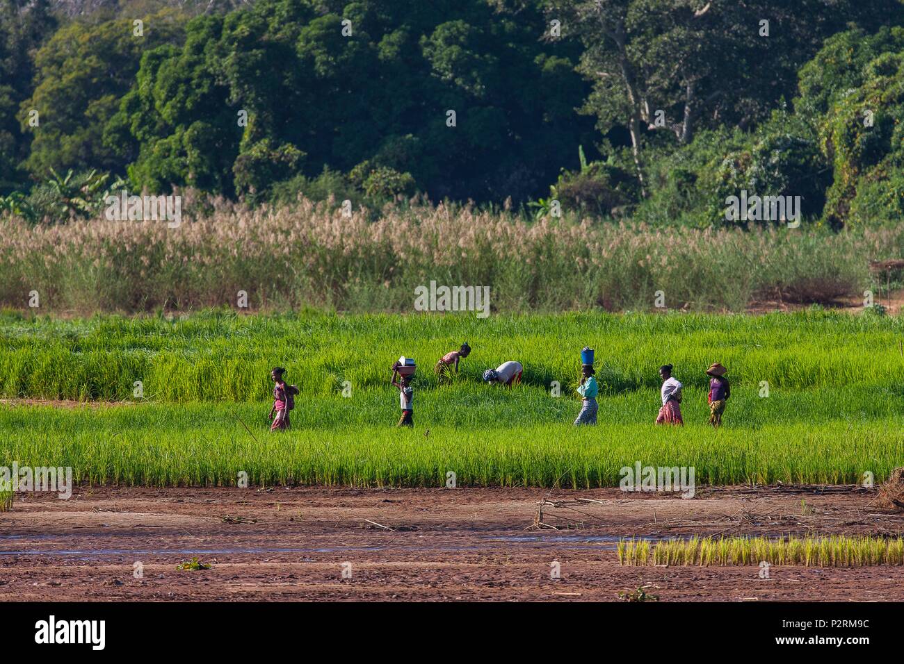 Cueillette du riz Banque de photographies et d’images à haute ...