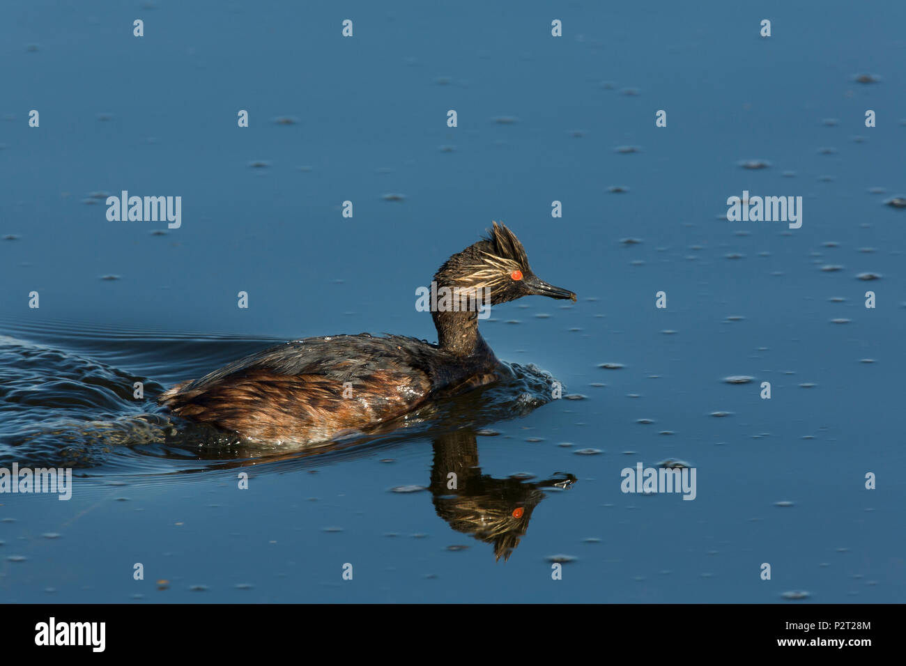 Des yeux rouges brillants (Podiceps grèbe nigricolis) se distingue ...