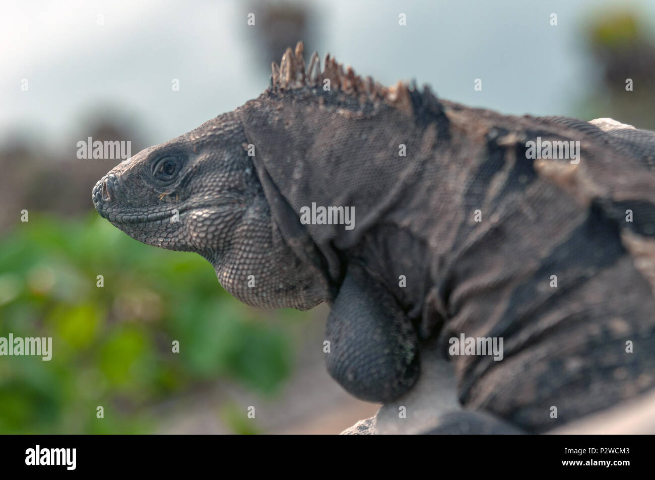 Iguane à queue épineuse noire Banque de photographies et d’images à ...