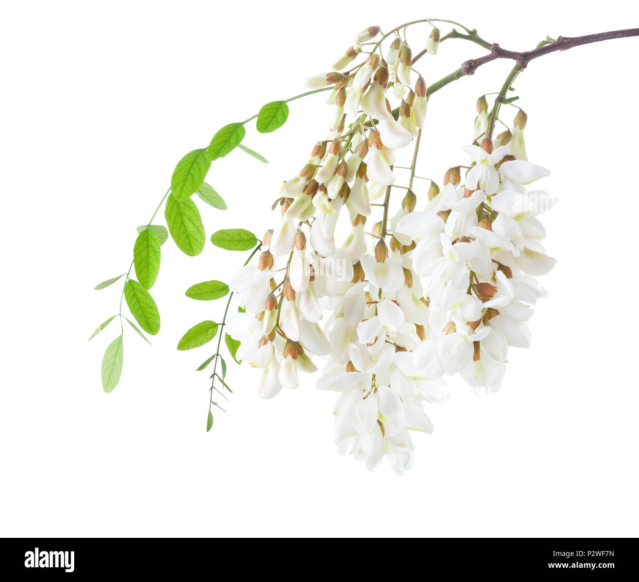 Robinia pseudoacacia sur fond blanc Banque de photographies et d’images ...