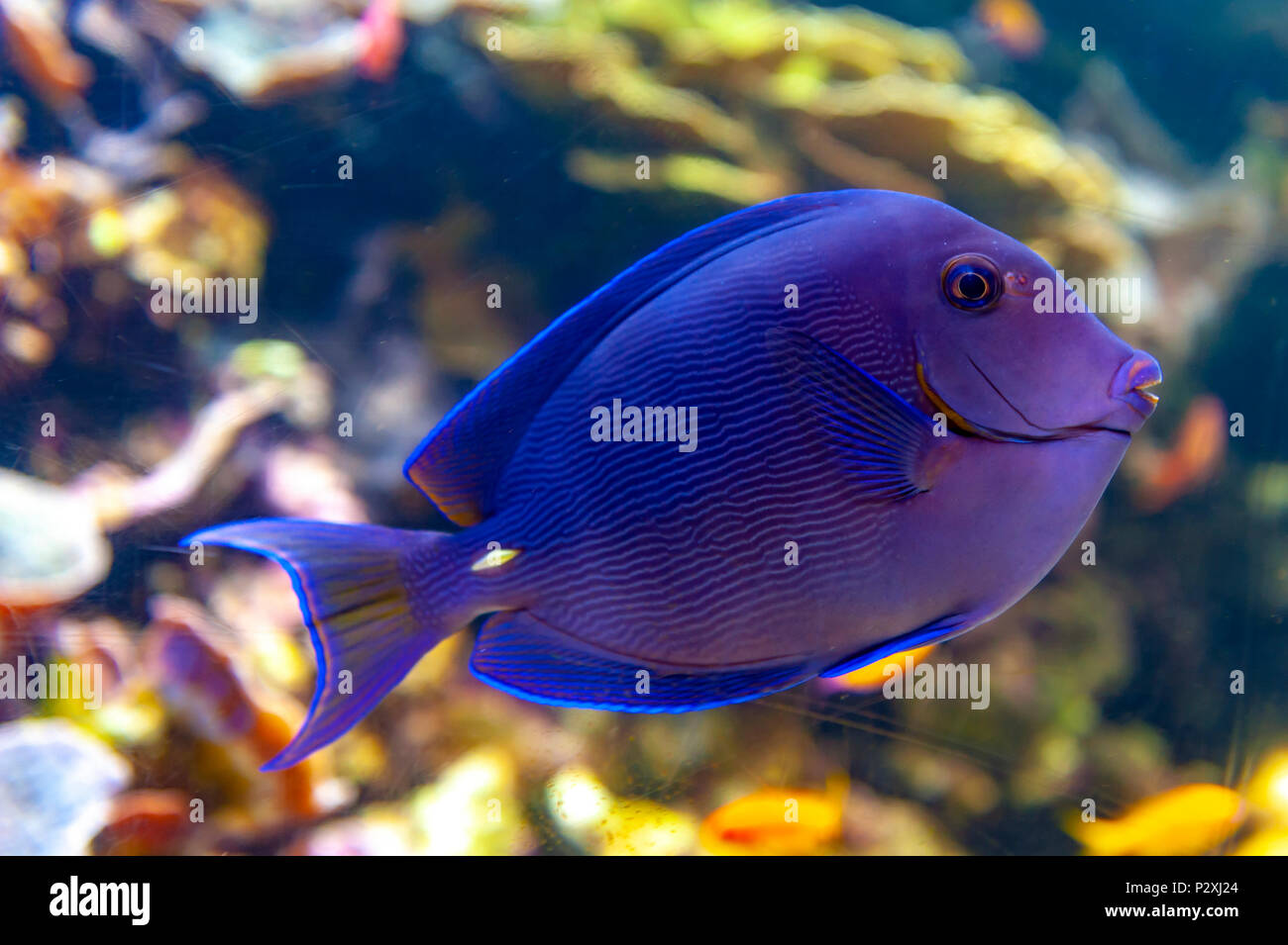 Poisson chirurgien bleu atlantique Banque de photographies et d’images ...