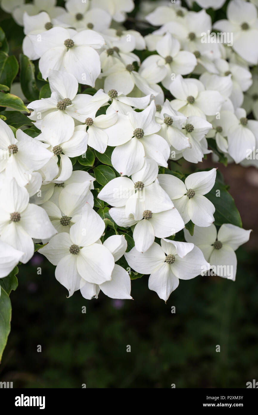Cornus florida flowering Banque de photographies et d’images à haute ...