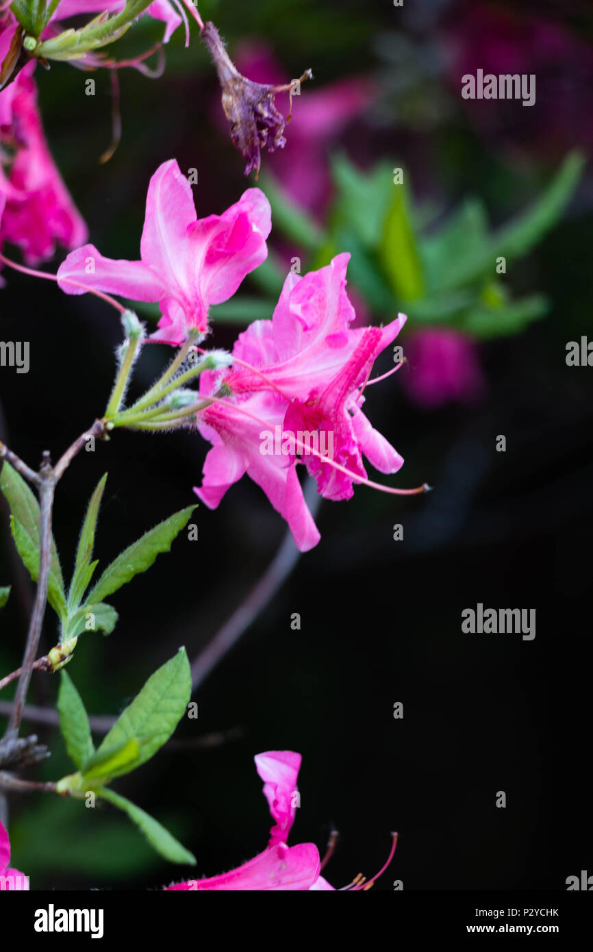 Fleurs d'azalée Banque de photographies et d’images à haute résolution ...