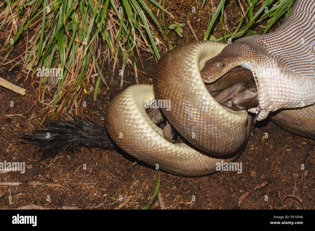 Olive python liasis olivaceus Banque de photographies et d’images à ...