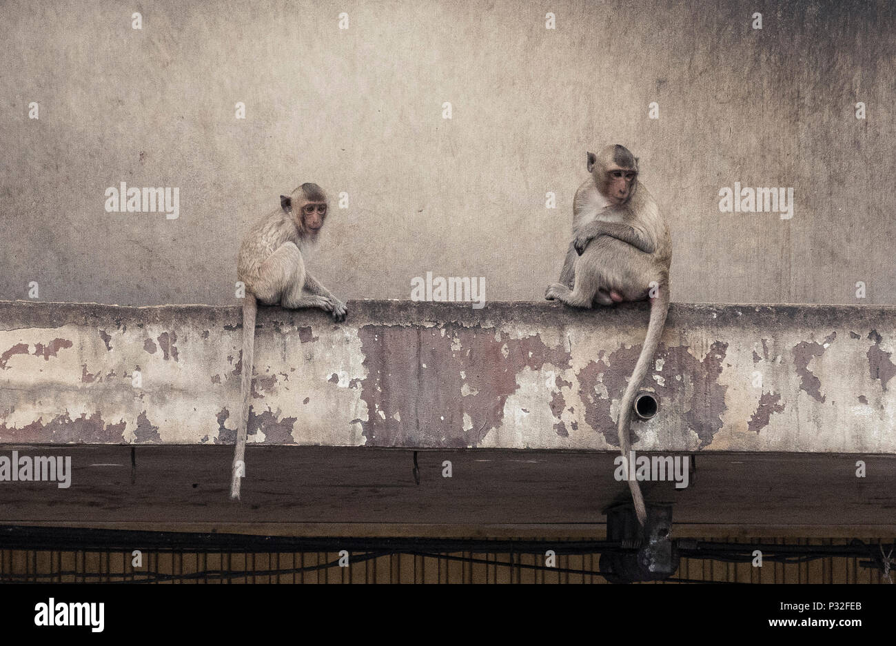 L'accouplement des singes Banque de photographies et d’images à haute ...