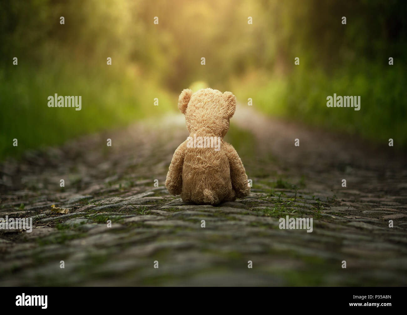 Ours Solitaire Banque d'image et photos - Alamy