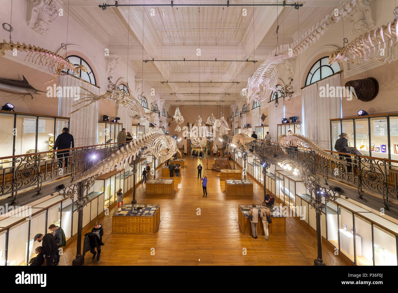 Musée Océanographique de Monaco, Musée océanographique (intérieur), la ...