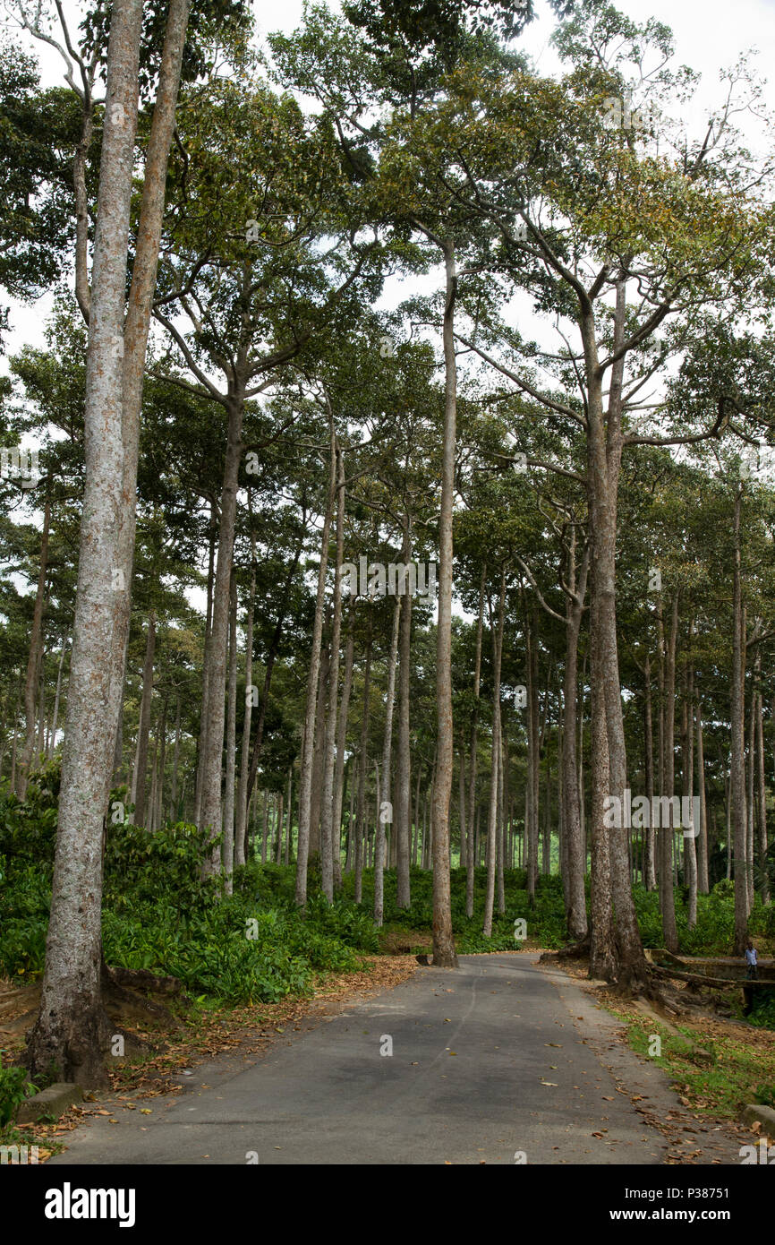 Dipterocarpus turbinatus Banque de photographies et d’images à haute ...