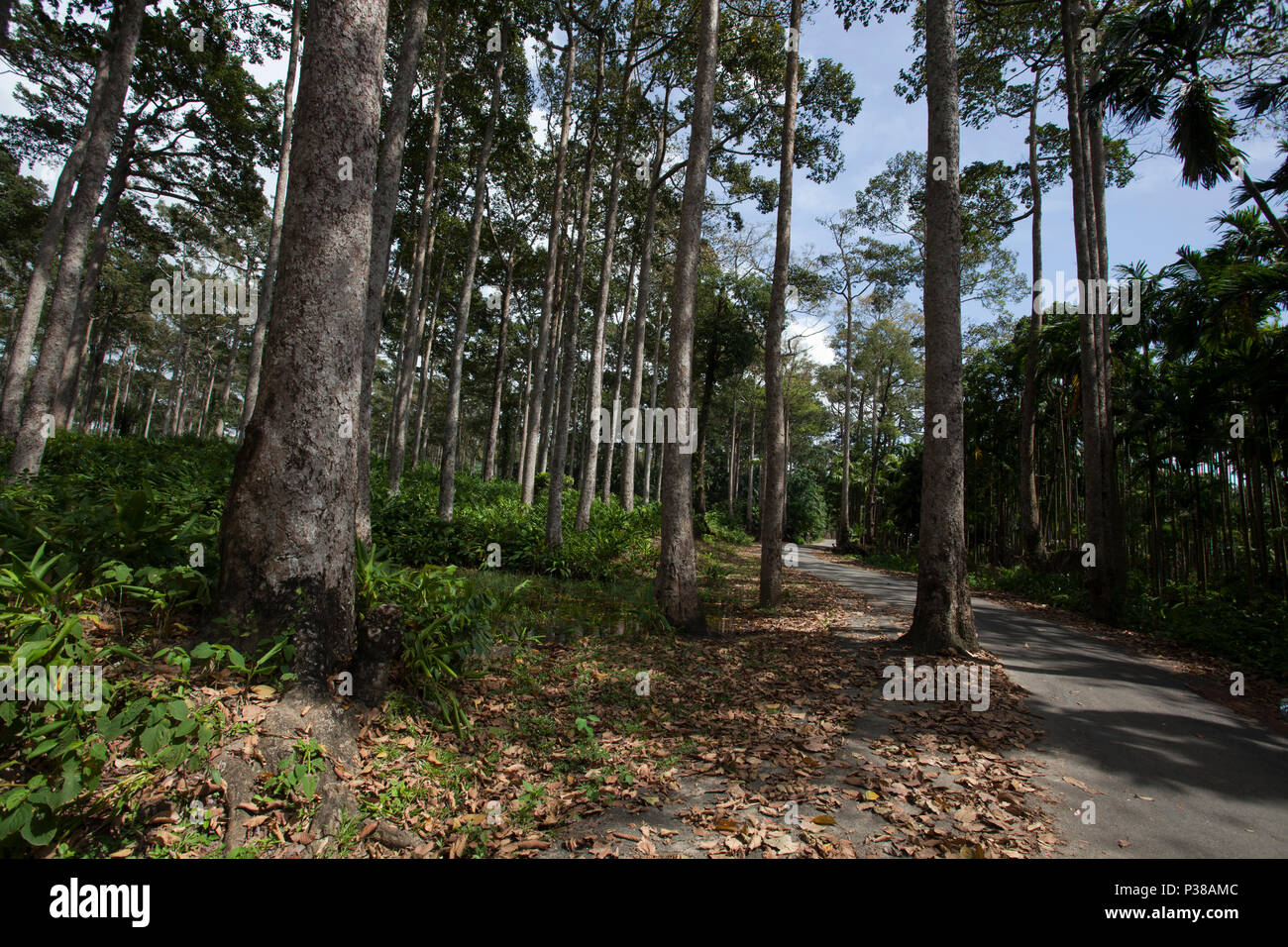 Garjan naturel Banque de photographies et d’images à haute résolution - Alamy