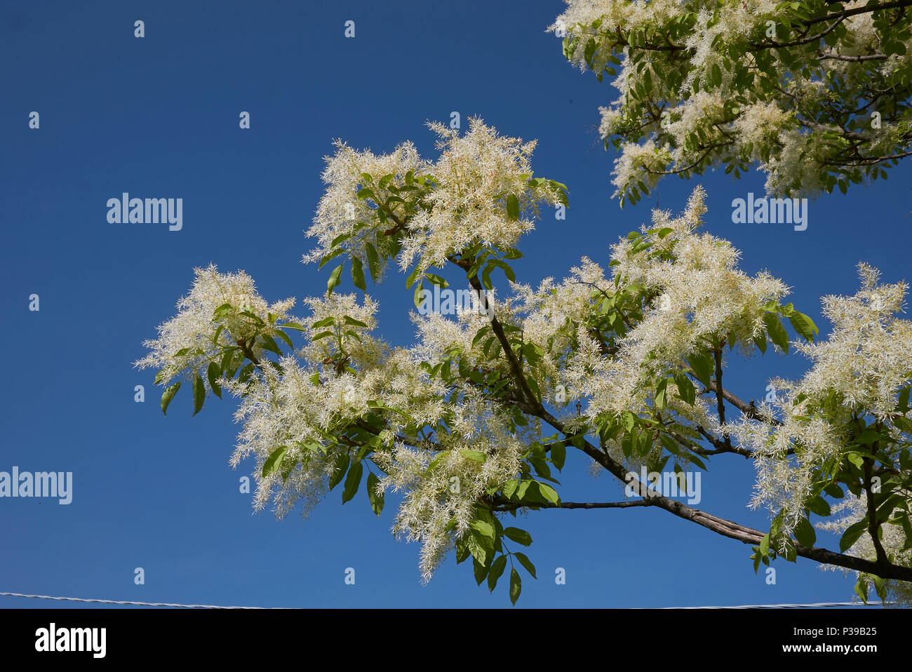 Fraxinus ornus flowering ash tree Banque de photographies et d’images à ...