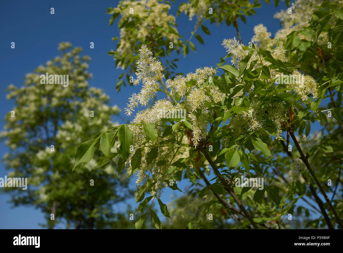 Fraxinus ornus flowering ash tree Banque de photographies et d’images à ...