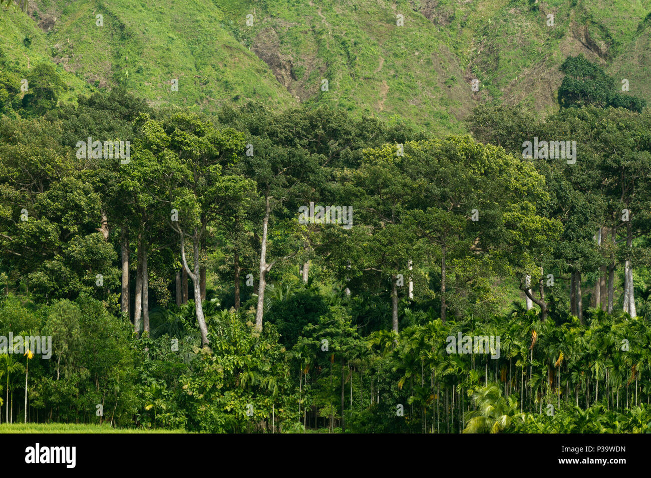 Garjan naturel Banque de photographies et d’images à haute résolution ...