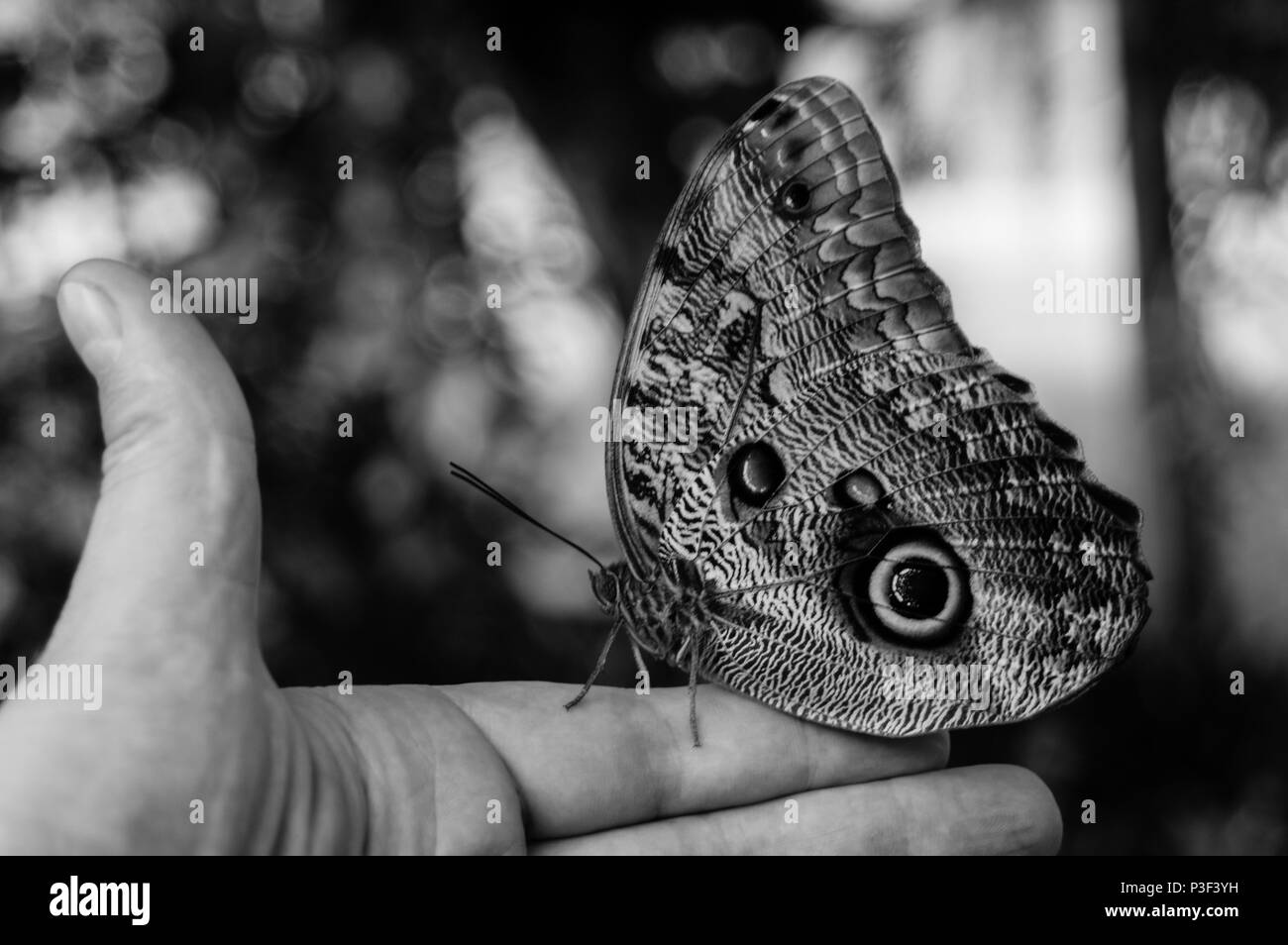 Le plus beau papillon du monde Photo Stock - Alamy