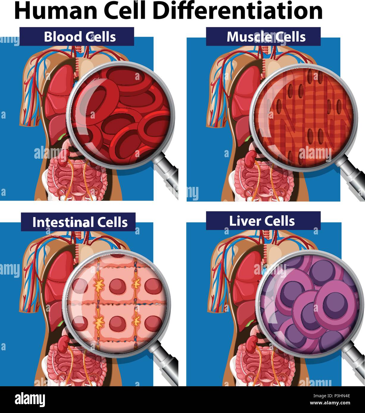 Cellule Humaine Photos & Cellule Humaine Images - Alamy