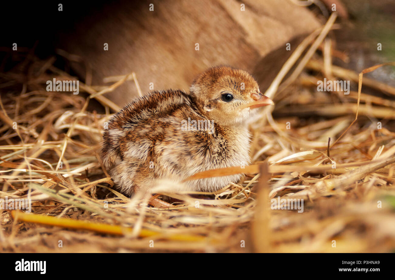 Poussin de perdrix rouge Banque de photographies et d’images à haute ...