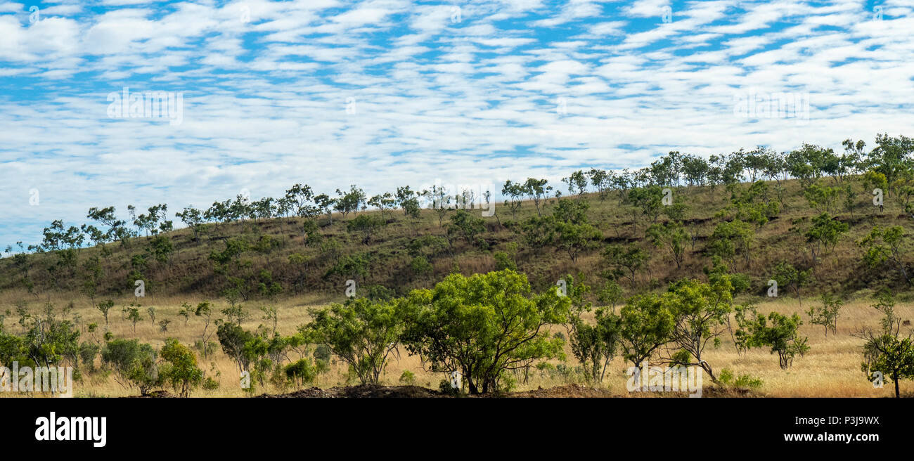 Savane d'eucalyptus Banque de photographies et d’images à haute ...