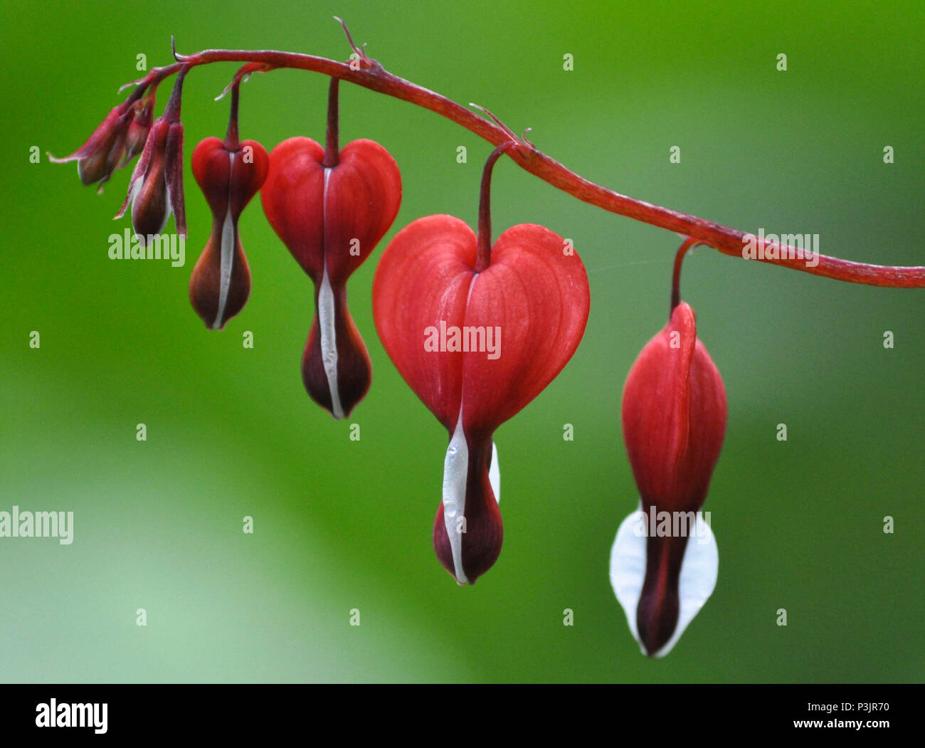 Plante coeur saignant rouge Banque de photographies et d’images à haute ...