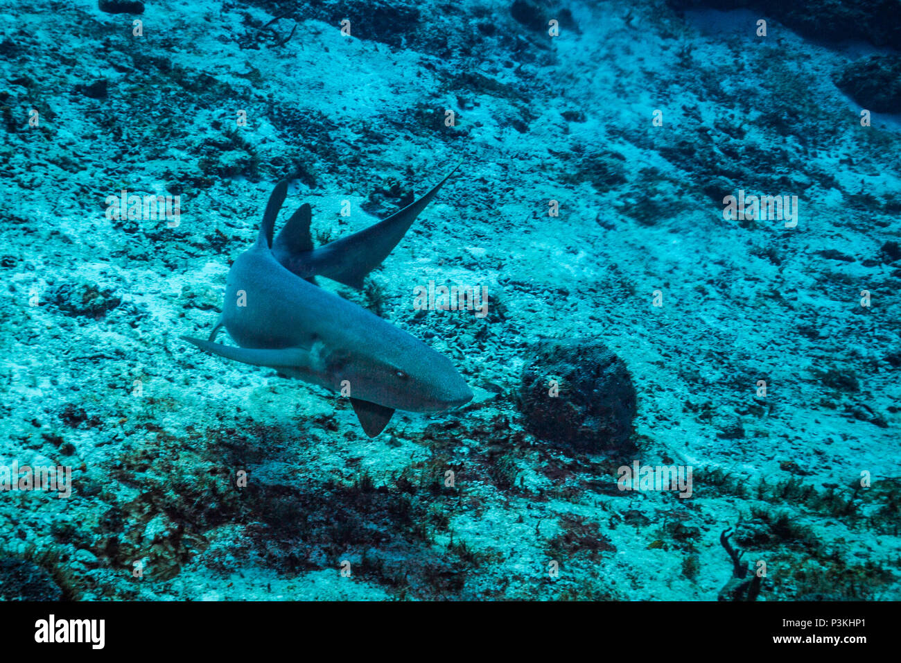 Requin nourrice atlantique Banque de photographies et d’images à haute ...