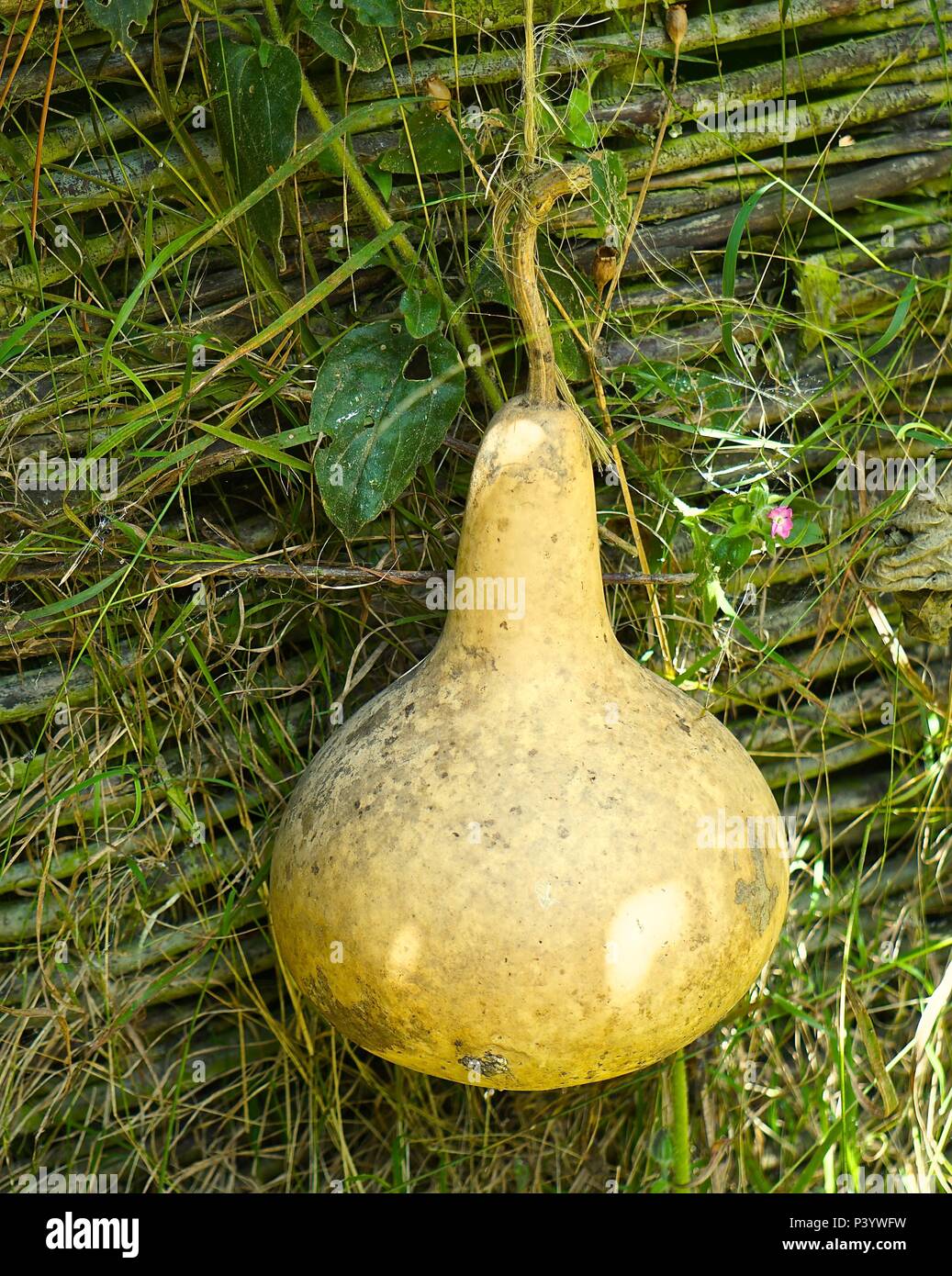 Courge suspendue Banque de photographies et d’images à haute résolution ...