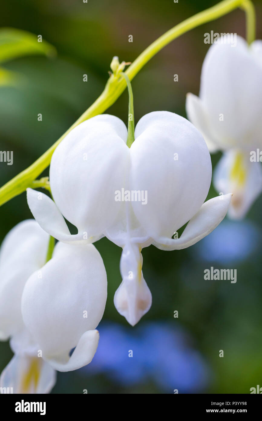 Lamprocapnos spectabilis alba Banque de photographies et d’images à ...
