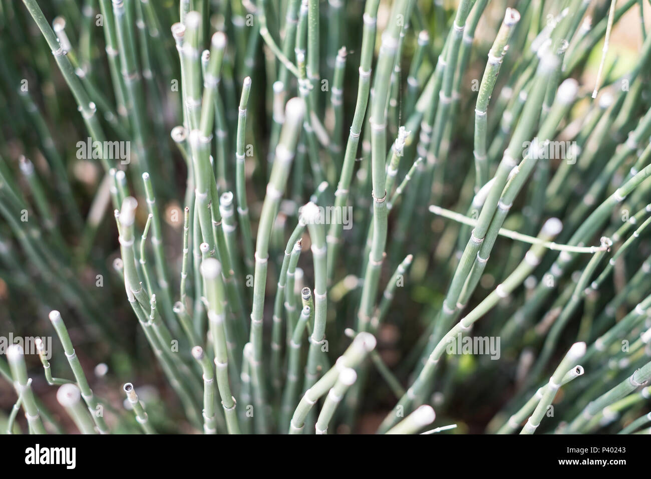 Roseau vert Banque de photographies et d’images à haute résolution - Alamy