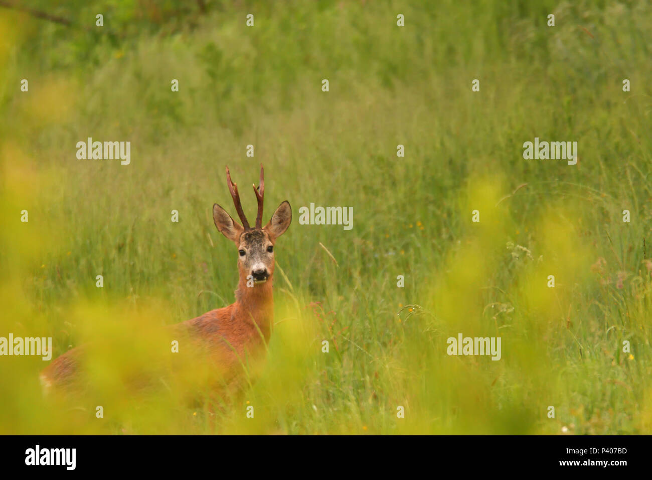Stag Deer antler avec balade sur la prairie Chevreuil cerf avec bois de ...