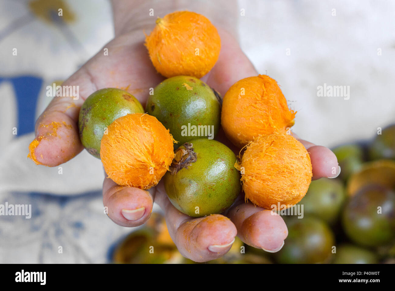Aquidauana-MS Macaúba macaiba-baboso bocaiúva coco Coco de espinho ...