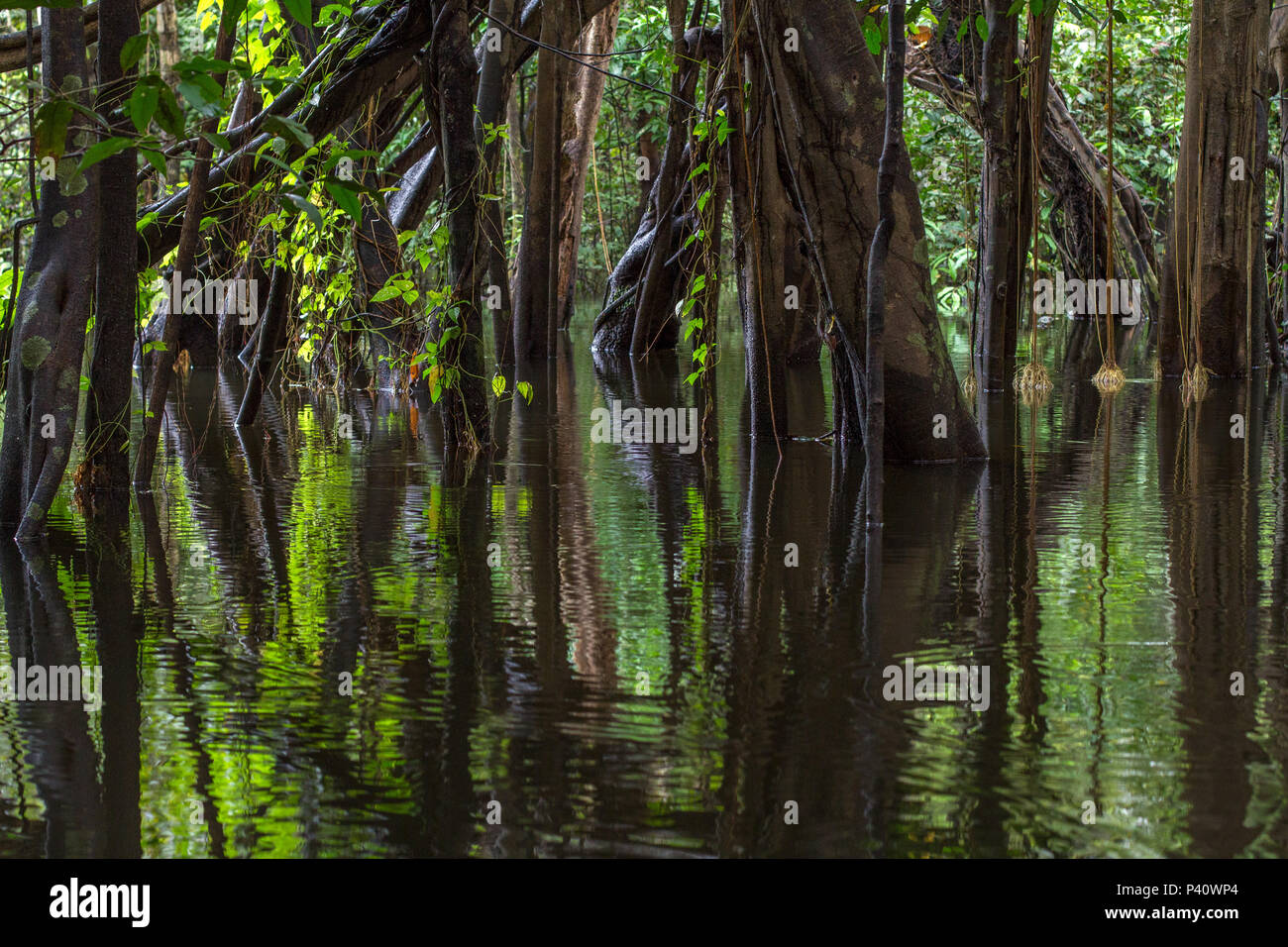 Uarini suis Floresta Amazônica Floresta Floresta Canal do Rio Japurá ...