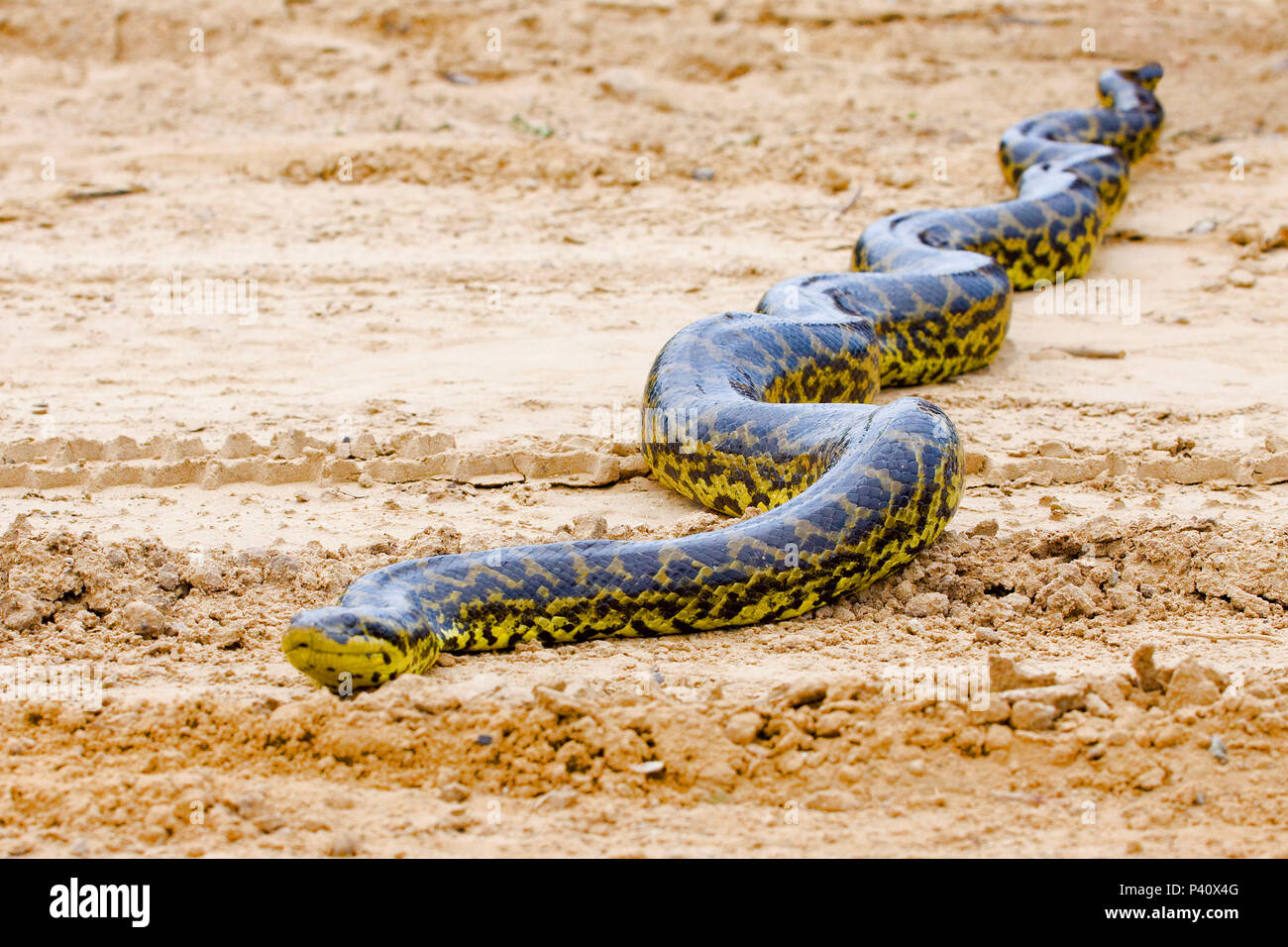 Sucuri anaconda Eunectes notaeus cobra sucuri-amarela Natureza Estrada ...