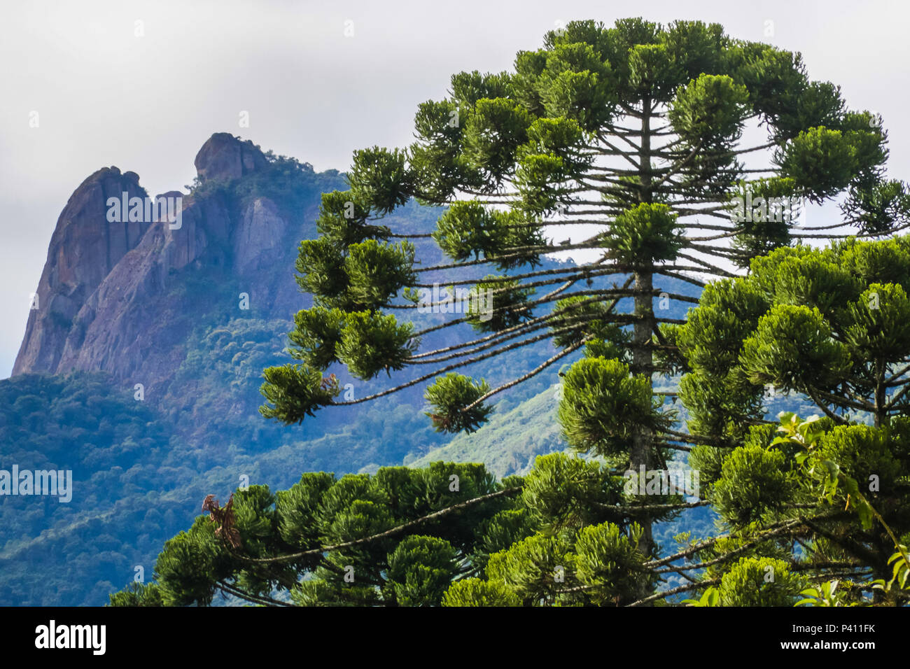 Árvore Araucária [Araucaria angustifolia] majoritariamente ocorre na ...
