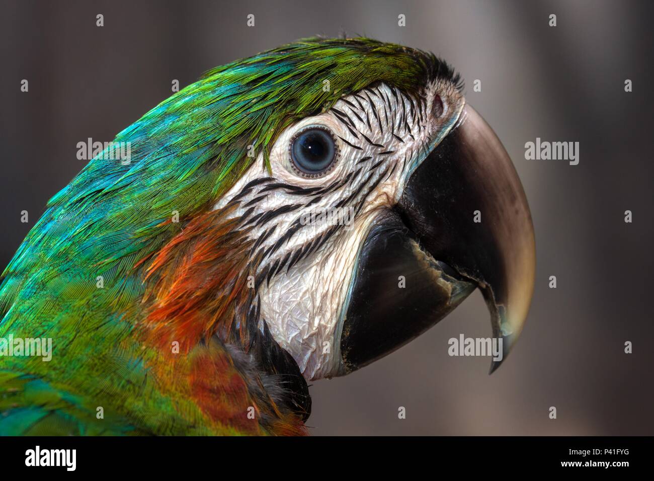 Toca de raposa Banque de photographies et d’images à haute résolution - Alamy