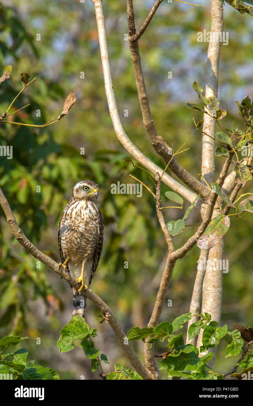 Papa pinto Banque de photographies et d’images à haute résolution - Alamy