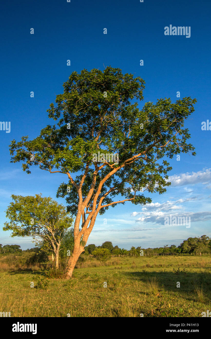 Angico vermelho Banque de photographies et d’images à haute résolution ...