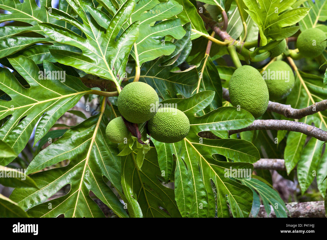 Arvore do pao Banque de photographies et d’images à haute résolution ...
