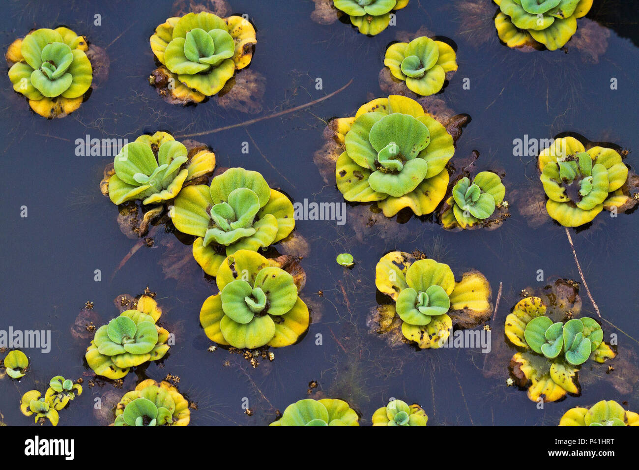 Herbacea aquatica flutuante Banque de photographies et d’images à haute ...